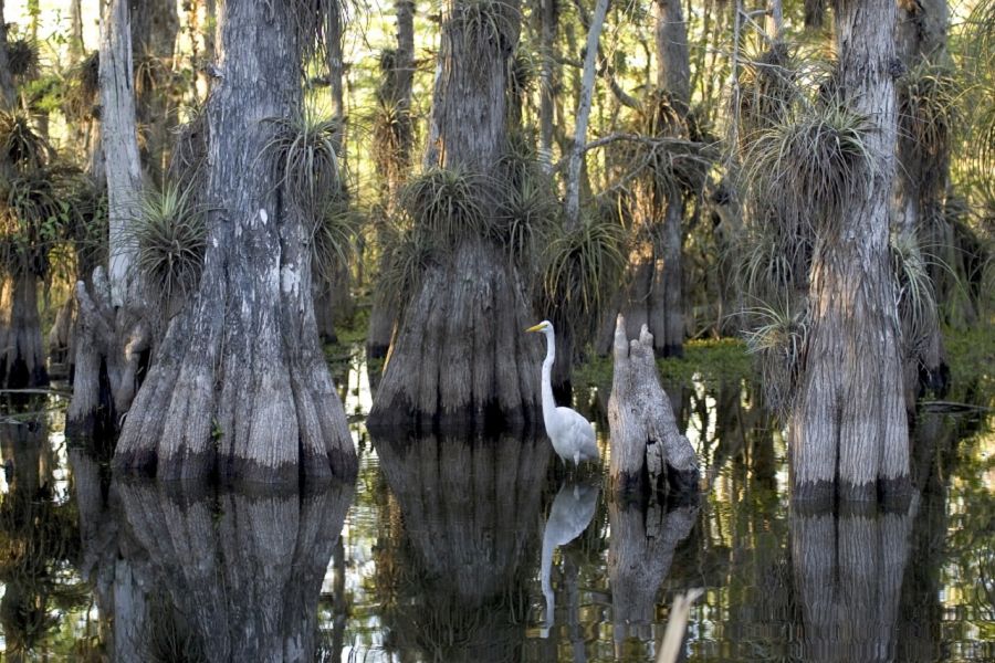Everglades National Park is a World Heritage Site and is located in the ...