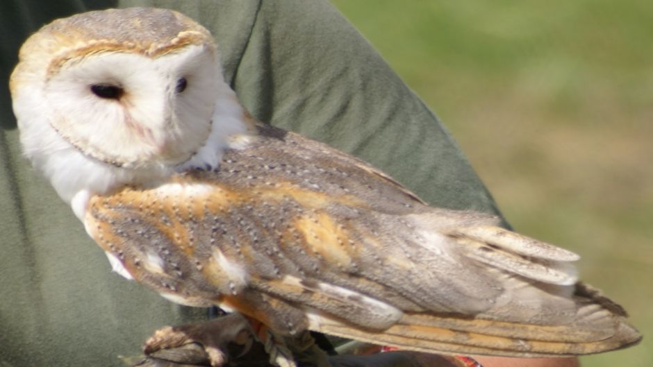 Owl, Guia de Fauna. RutaChile