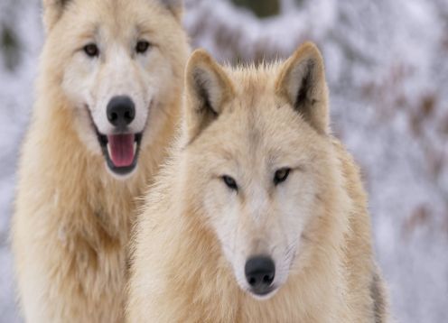 Chilla Fox, Guia de Fauna. RutaChile