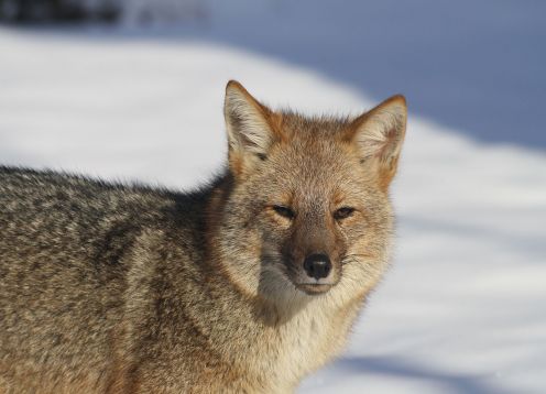 Chilla Fox, Guia de Fauna. RutaChile