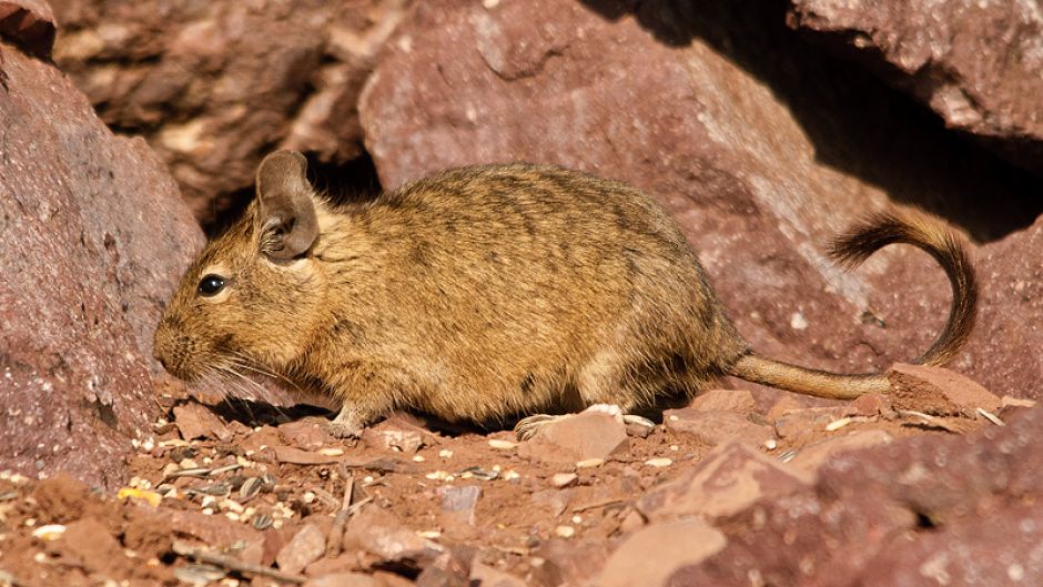 Degu, Guia de Fauna. RutaChile