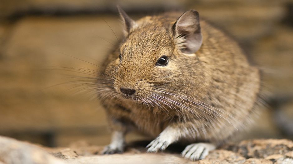 Degu, Guia de Fauna. RutaChile
