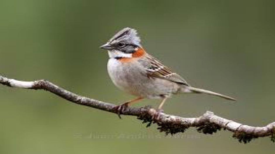Very friendly and basically insectivora, bird lives in all fields,