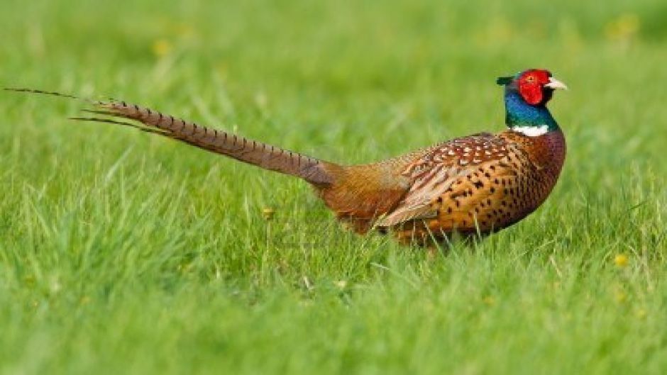 Information pheasant, pheasant Both as the California quail are the
