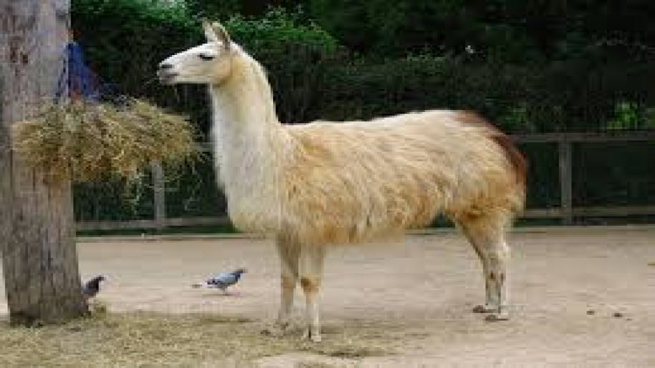 Llama